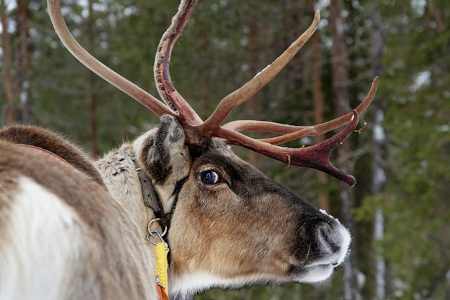 Rudolph the Red-Nosed Reindeer – WBOB